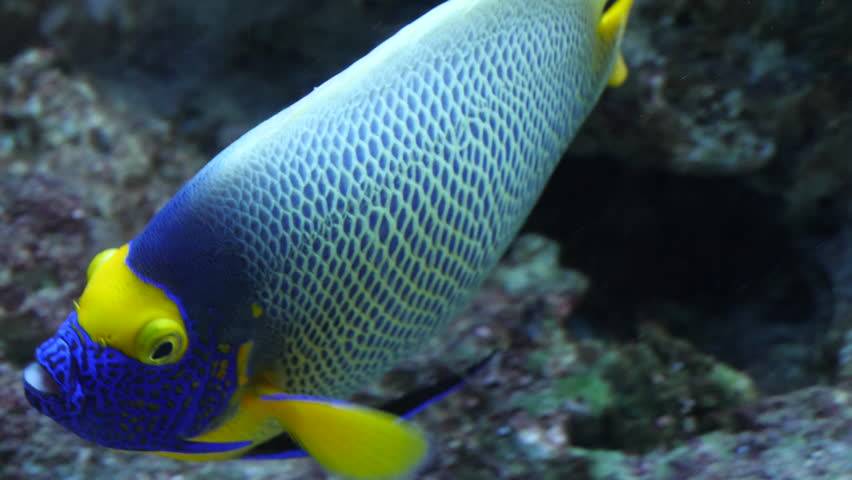 10 Most Beautiful Fishes In The World | World's Top Insider
