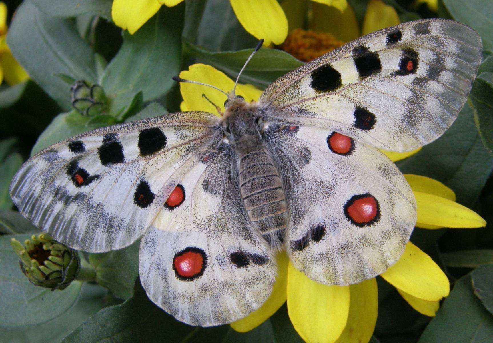 Top 10 Most Beautiful Butterflies In The World | World's Top Insider