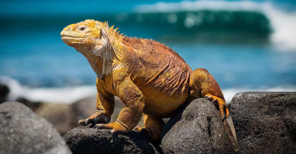 Top 10 Coolest Lizards In The World | World's Top Insider