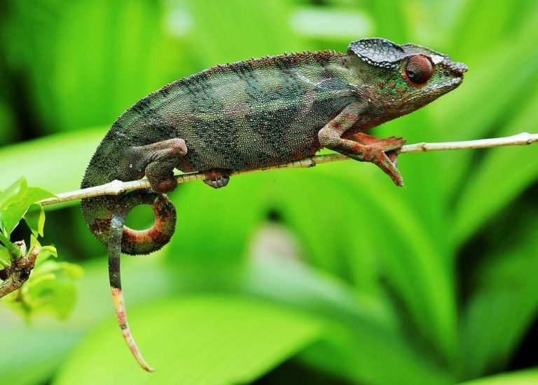 Top 10 Most Colorful Animals In The World | World's Top Insider