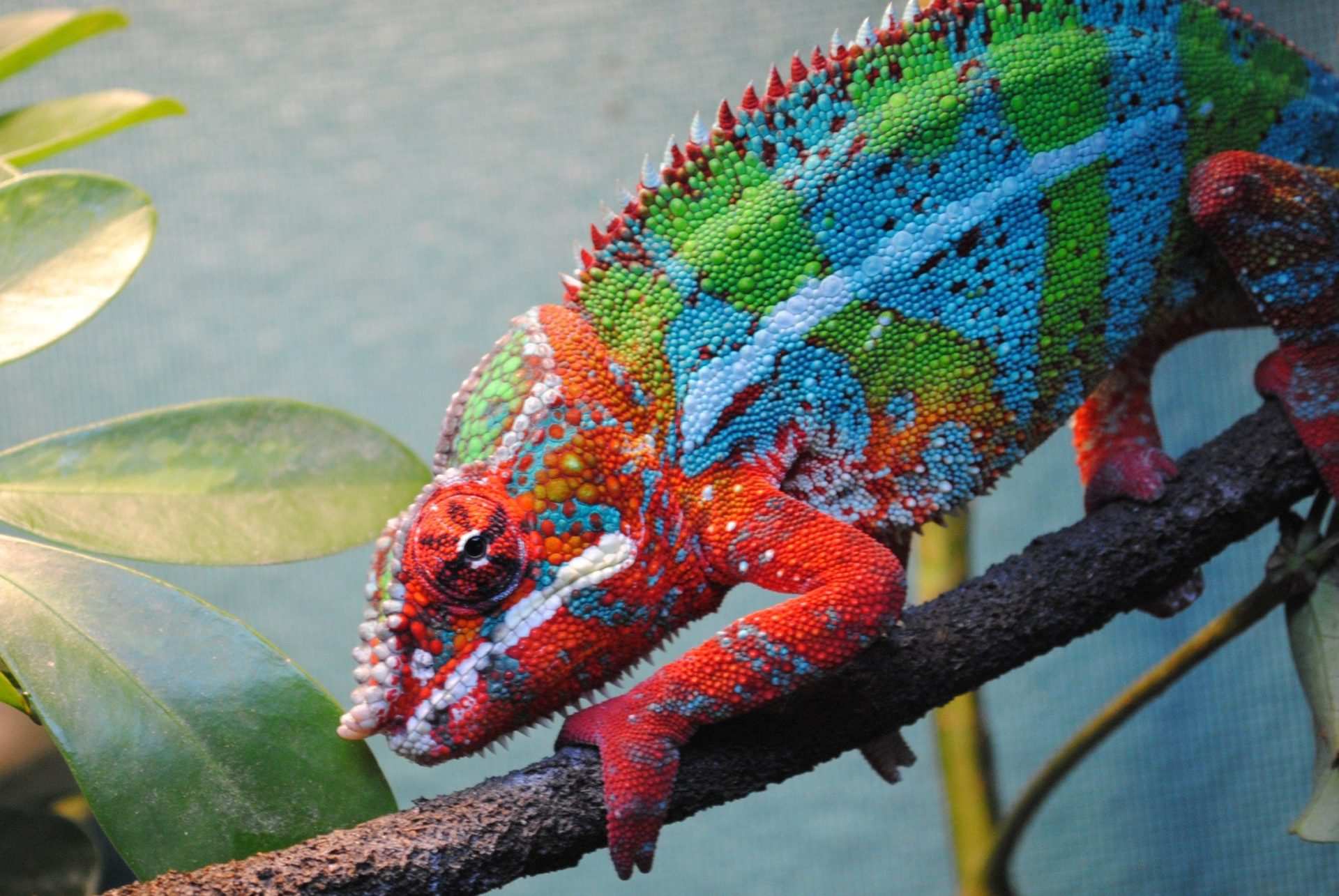Top 10 Coolest Lizards In The World | World's Top Insider