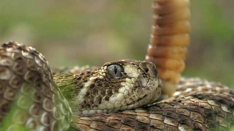 Top 10 Coolest Snakes In The World | World's Top Insider
