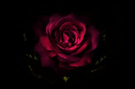 Top 10 Largest & Biggest Fraternities in the US