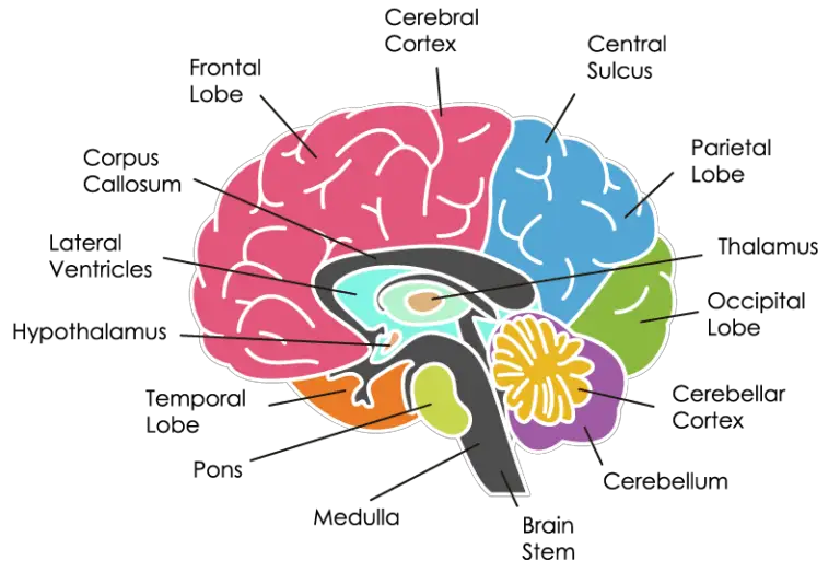 Top 10 Largest Organs In The Human Body | World's Top Insider