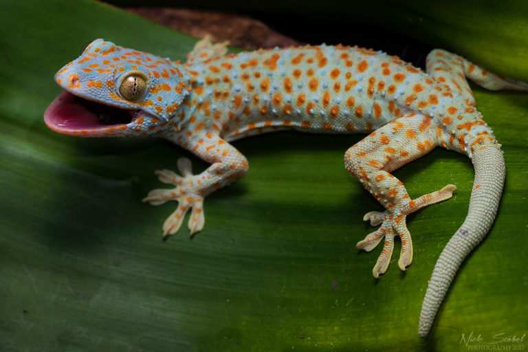 Top 10 Coolest Lizards In The World | World's Top Insider