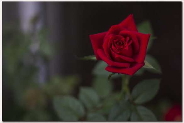 Top 10 Most Beautiful Roses For Your Garden | World's Top Insider