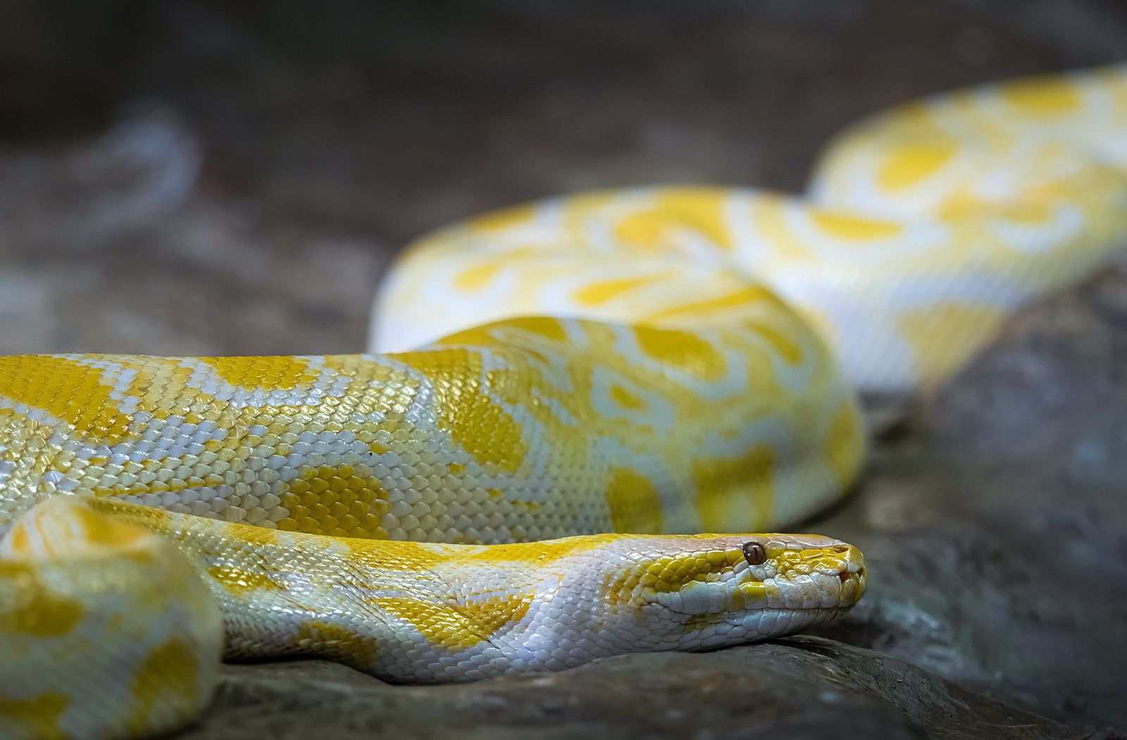 Top 10 Strongest Animals In The World | World's Top Insider