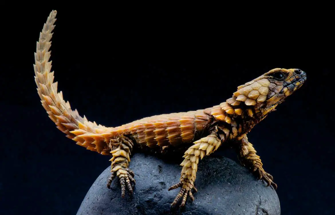 Top 10 Spiny Animals In The World | World's Top Insider