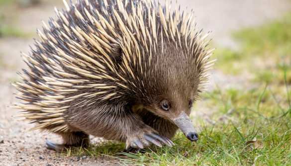 Top 10 Spiny Animals In The World | World's Top Insider