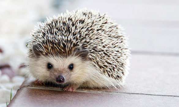 Top 10 Spiny Animals In The World | World's Top Insider