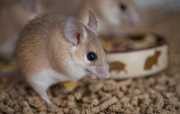 Top 10 Spiny Animals In The World | World's Top Insider