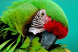 Top 10 Most Beautiful Parrots In The World | World's Top Insider