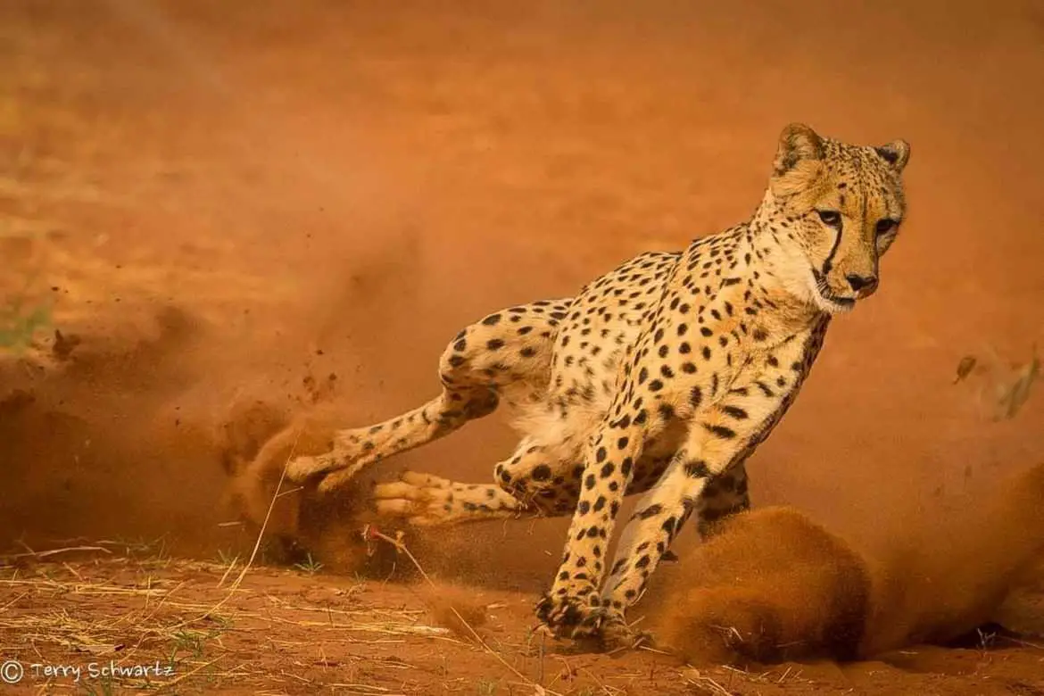 Top 15 Land Animals In The World | World's Top Insider