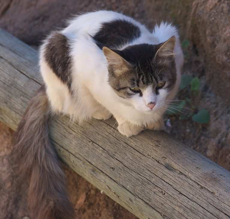 Top 15 Shortest living Animals In The World | World's Top Insider