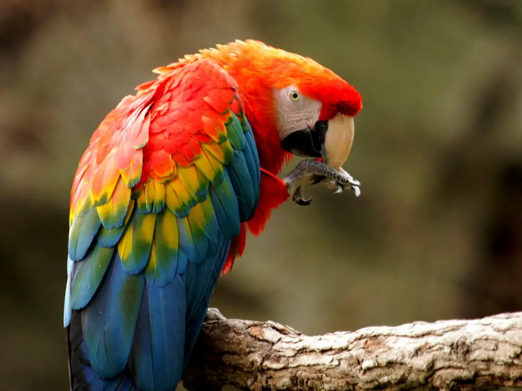 Top 10 Most Beautiful Parrots In The World | World's Top Insider