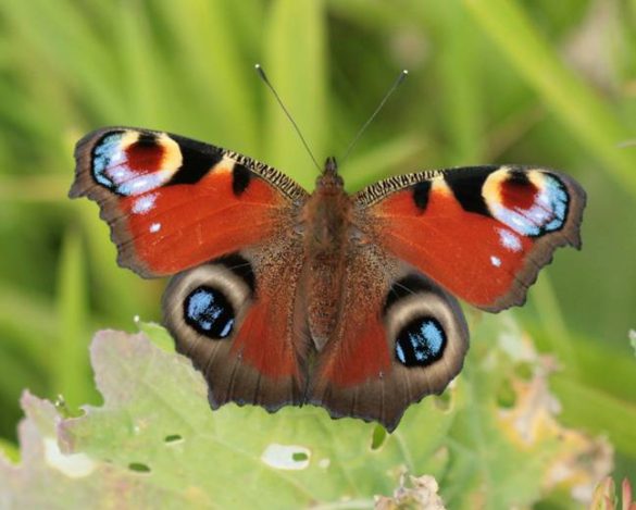 Top 15 Smallest Butterflies in the World | WTI