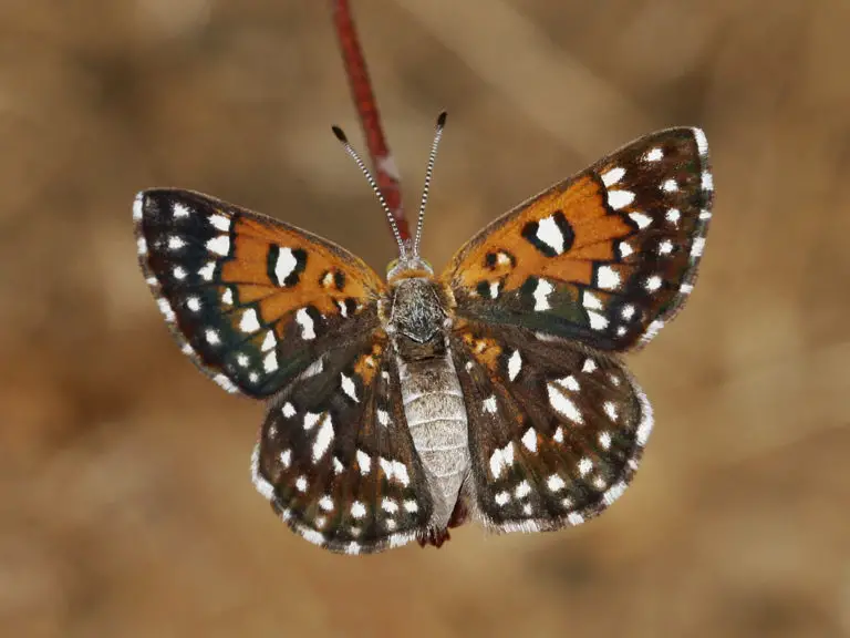 Top 15 Smallest Butterflies in the World | WTI