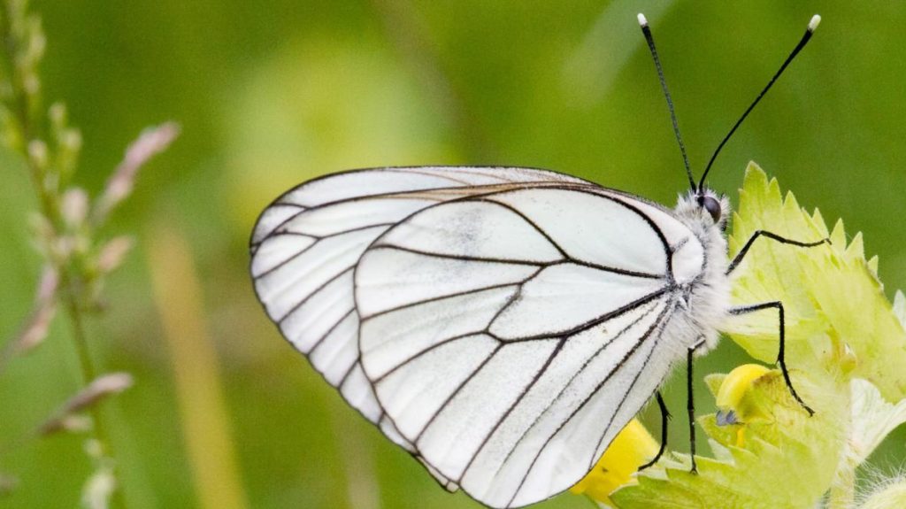 Top 15 Smallest Butterflies in the World | WTI