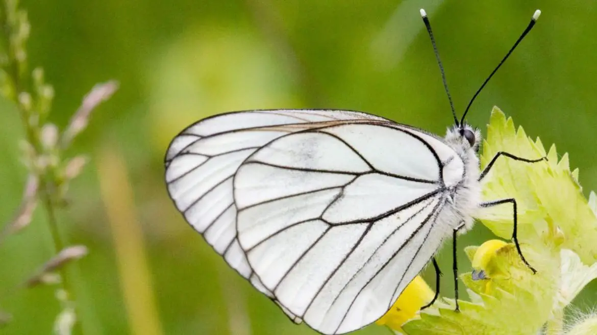 Top 15 Smallest Butterflies in the World | WTI