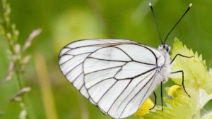 Top 15 Smallest Butterflies in the World | WTI