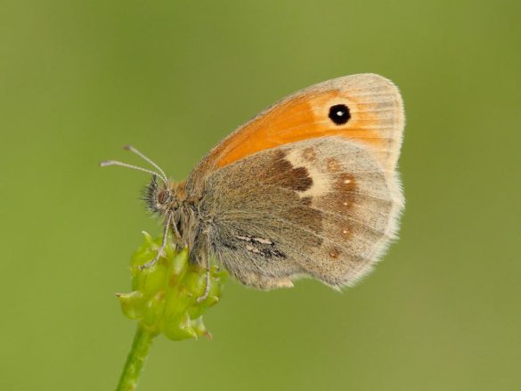 Top 15 Smallest Butterflies in the World | WTI