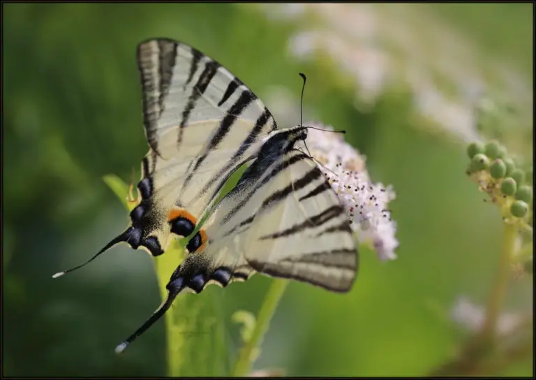 Top 15 Smallest Butterflies in the World | WTI
