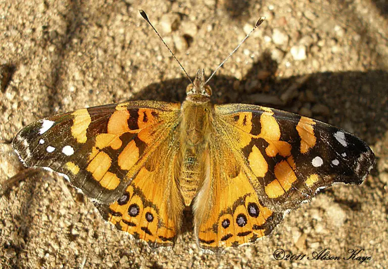 Top 15 Smallest Butterflies in the World | WTI