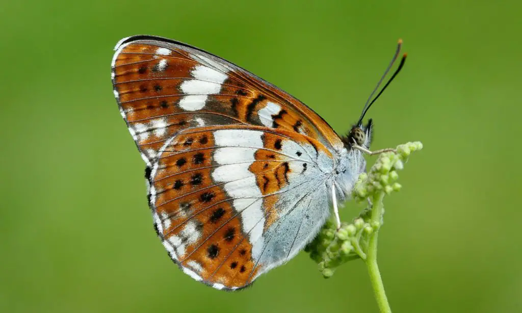 Top 15 Smallest Butterflies in the World | WTI