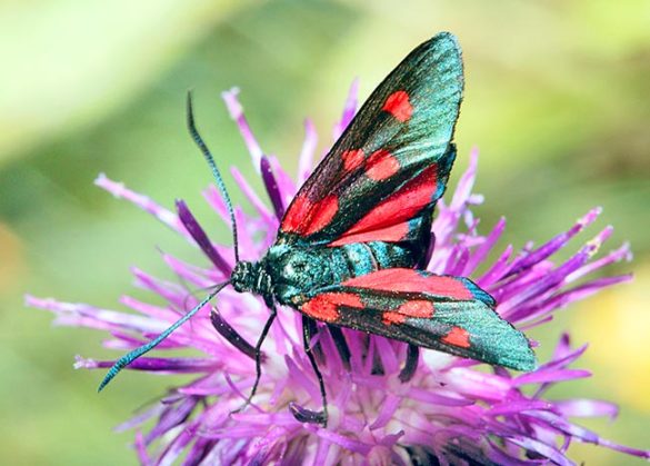 Top 15 Smallest Butterflies in the World | WTI