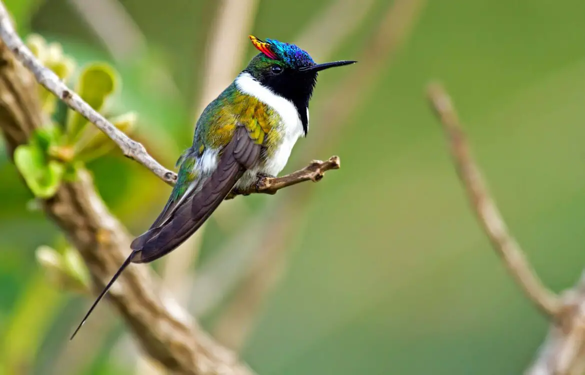 Top 20 Most Beautiful Birds In The World | Cutest & Adorable