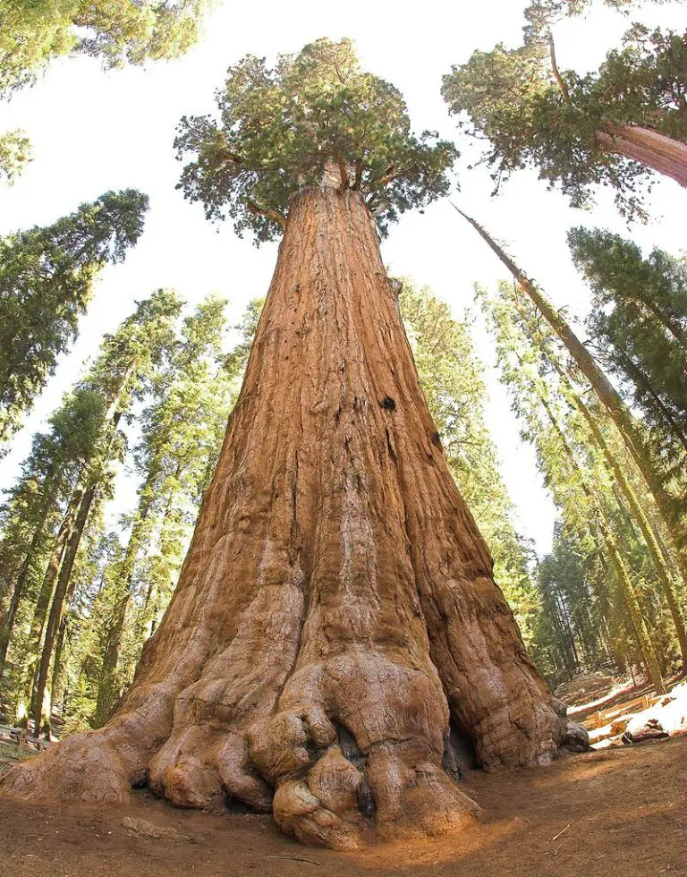 Top 10 Biggest Trees in the World | World's Top Insider