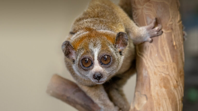 Top 15 Most Cutest Animals In The World