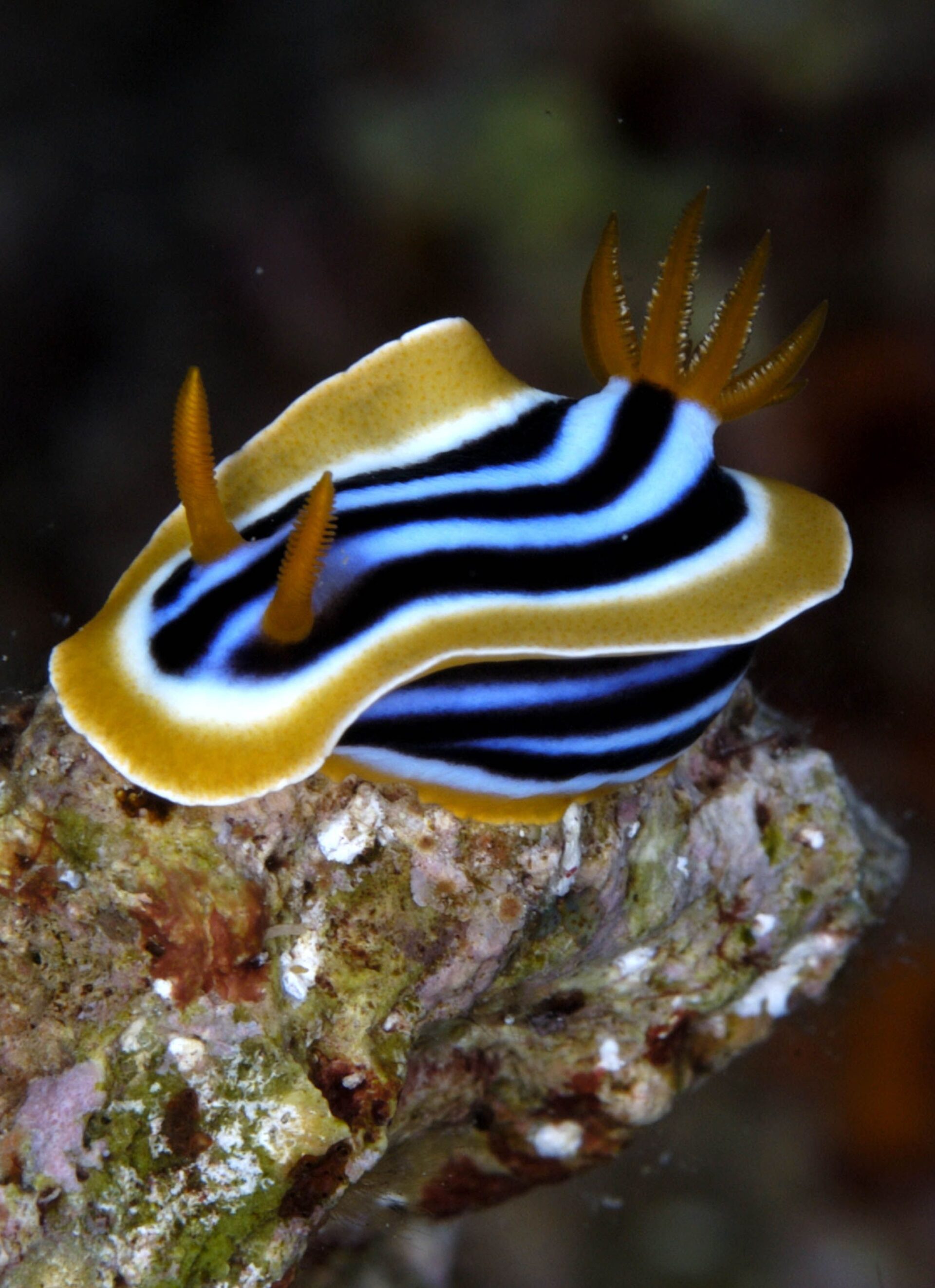 Top 20 Most Colorful Animals In The World [year] | WTI