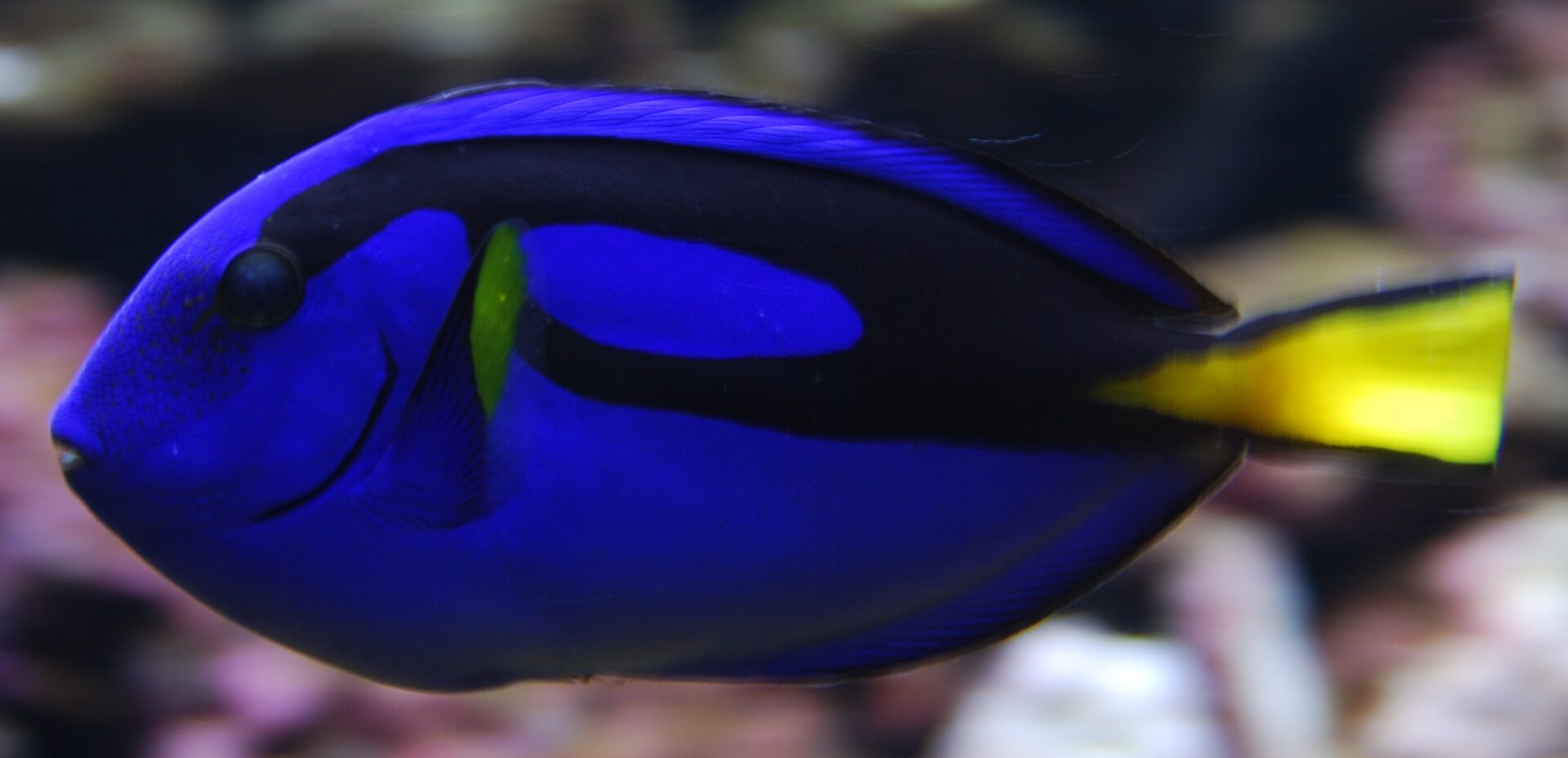 Top 15 Most Beautiful Fishes In The World [year]
