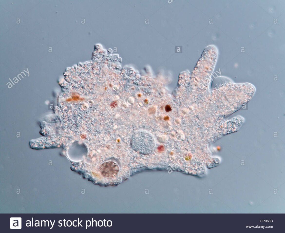 Top 10 Largest Living Things On Earth [year] | WTI