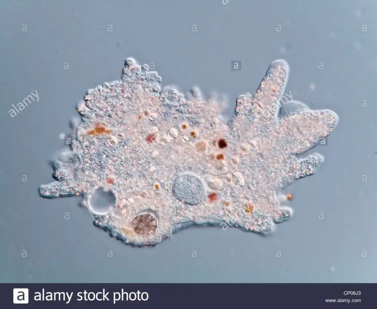 Top 10 Largest Living Things On Earth [year] | WTI