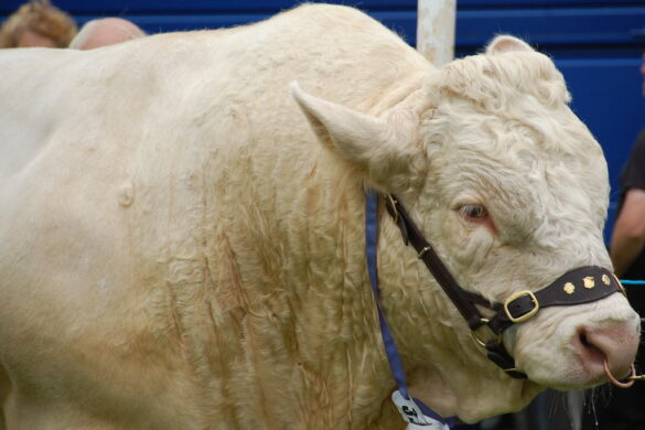 Top 10 Rarest Animals In The World | World's Top Insider