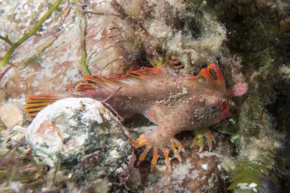 Top 10 Spiny Animals In The World | World's Top Insider