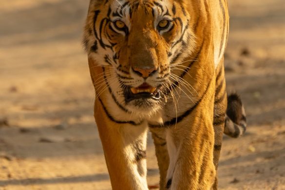 Top 10 Rarest Animals In The World | World's Top Insider